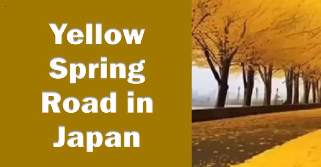 Is the Yellow Spring Road Japan Real? - BestLagos Nigeria