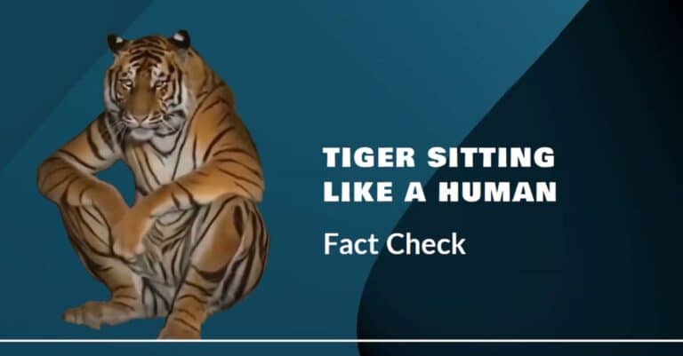Phoenix Zoo Tiger Sitting Like A Human Real or Fake? (Fact Check ...